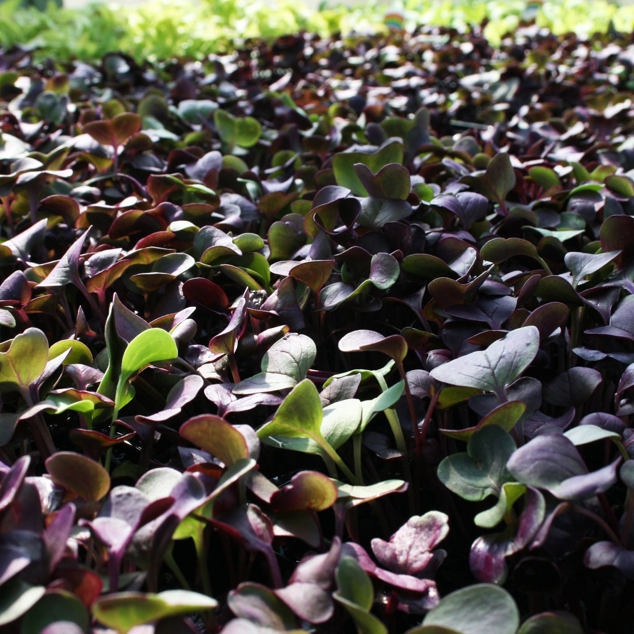 Microgreens – Weathersfield Organics