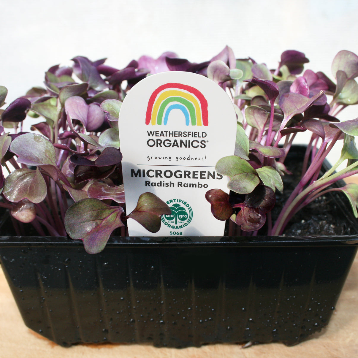 Microgreens Radish Rambo – Weathersfield Organics